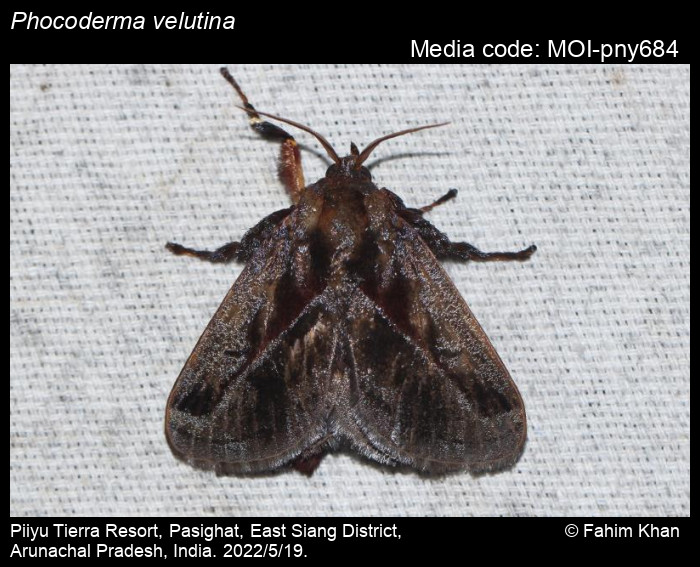 Phocoderma velutina (Kollar, [1844]) - | Moths